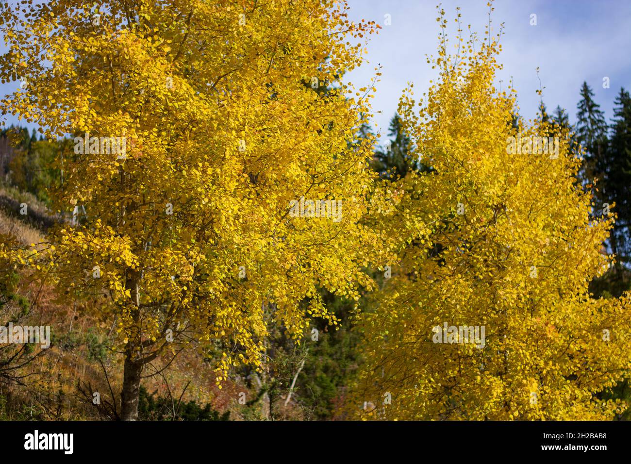 two autumn trees caress each other with leaves Stock Photo - Alamy