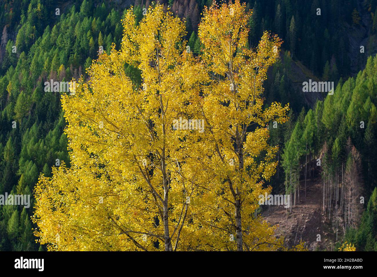 Saskatoon autumn colors hi-res stock photography and images - Alamy