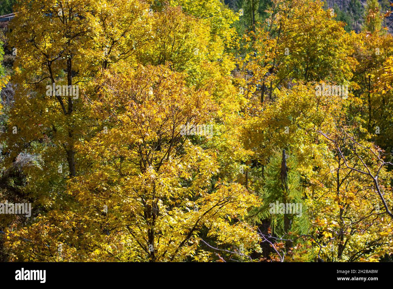the yellow color of autumn leaves Stock Photo - Alamy