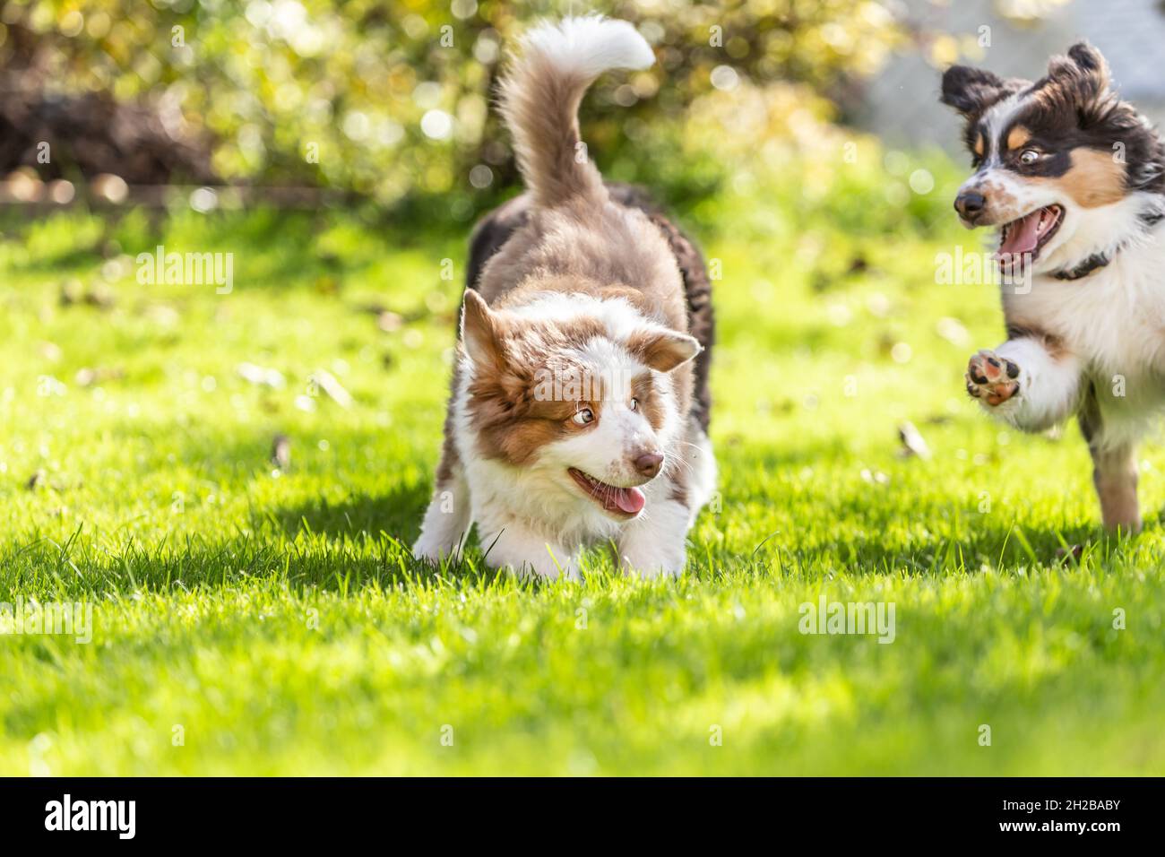 Dogs Playing Together