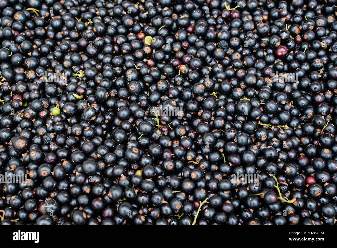 Large harvest of organic grown Blackcurrant or cassis fruits in a ...