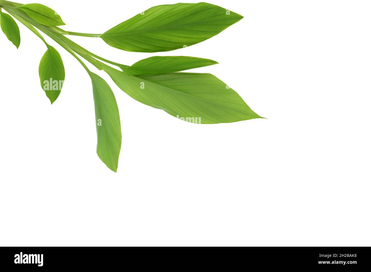 Fresh turmeric herb green leaves. Minimal abstract creative border ...