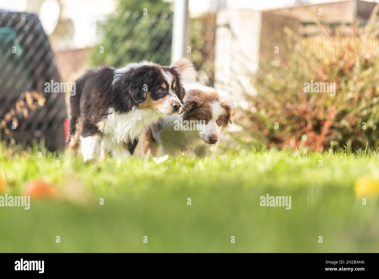 Dog australian shepherd aussie three hi-res stock photography and ...