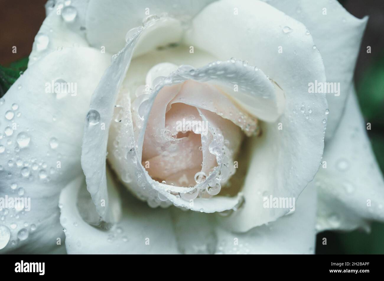 Wet flower closeup hi-res stock photography and images - Alamy