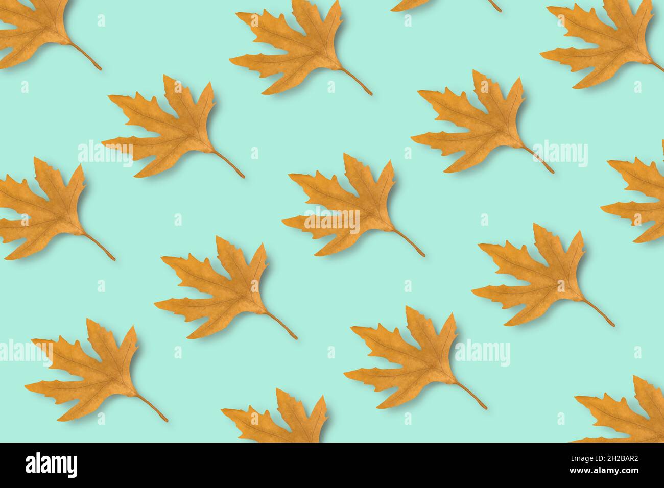 Dry autumn leaves pattern on green flat background. High quality ...