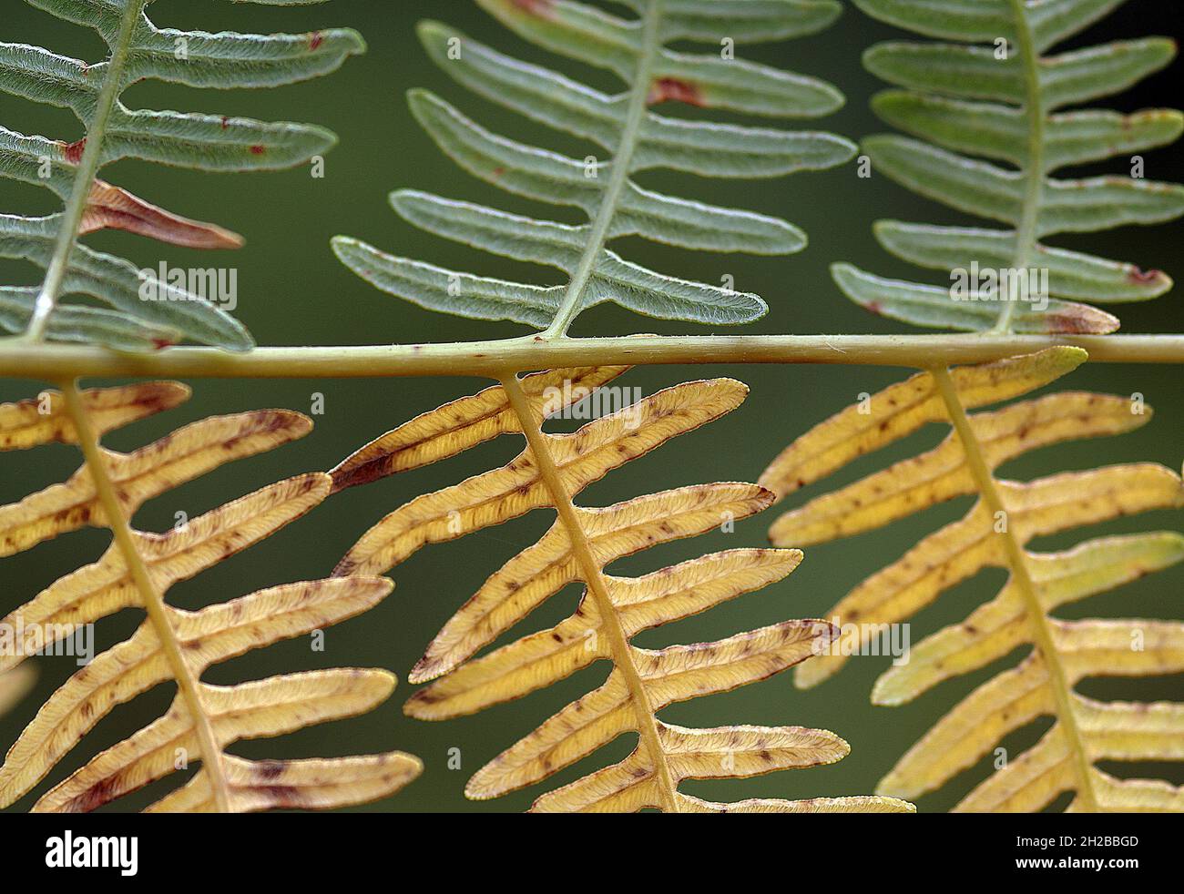 High quality wallpapers hi-res stock photography and images - Alamy