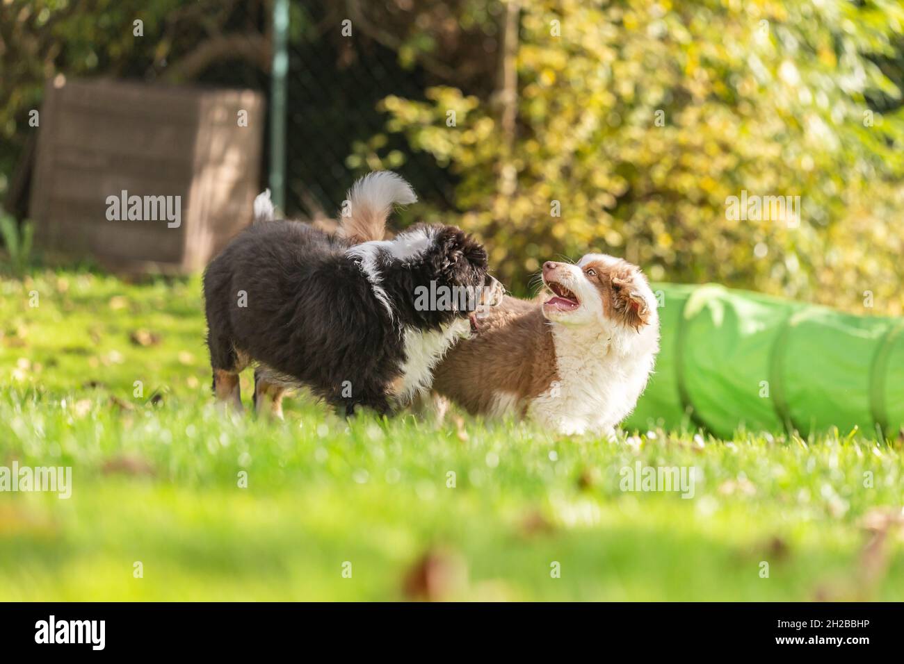 Dog australian shepherd aussie three hi-res stock photography and ...