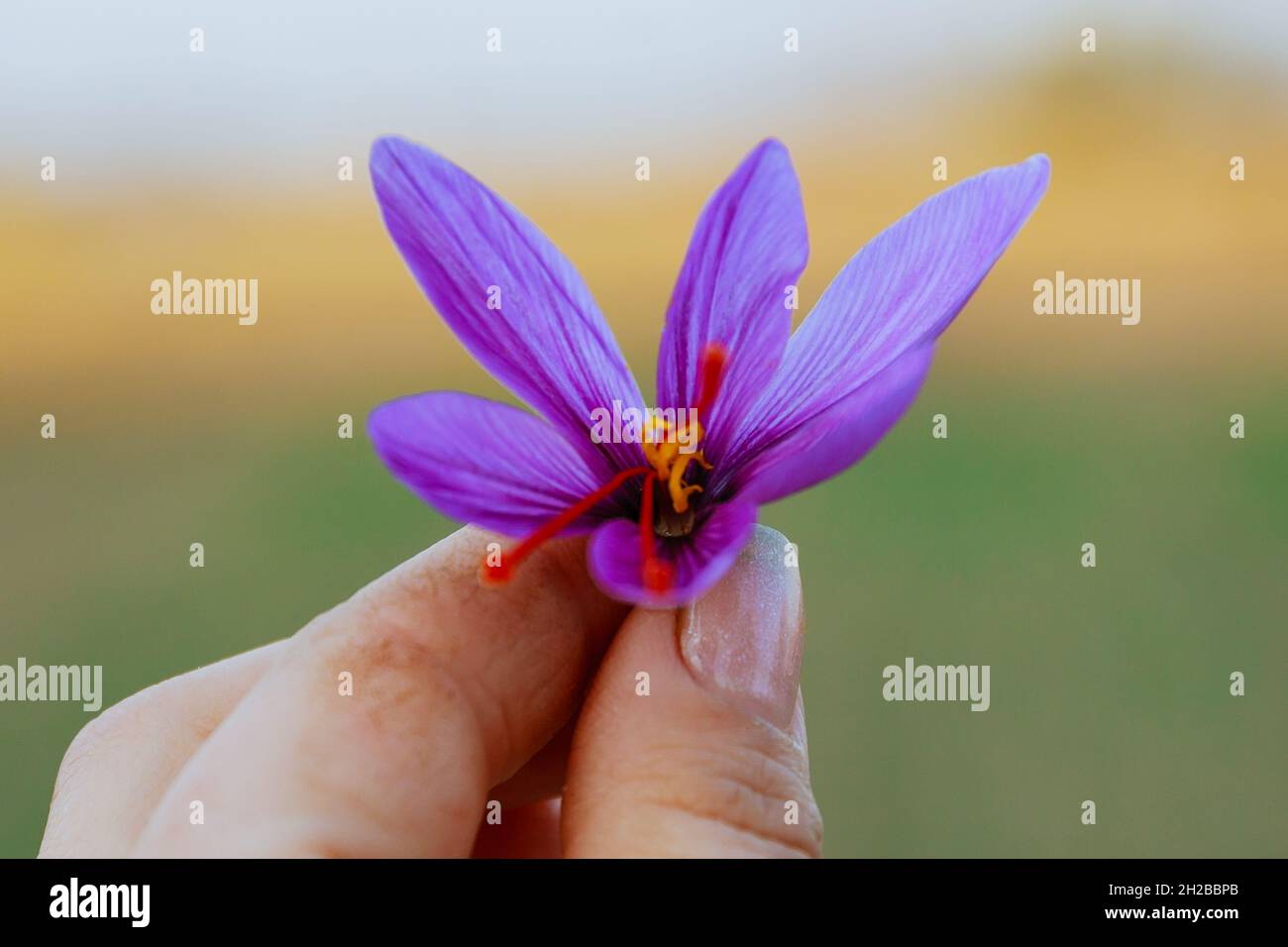 Worker hold hand gathering saffron flowers during harvesting season ...