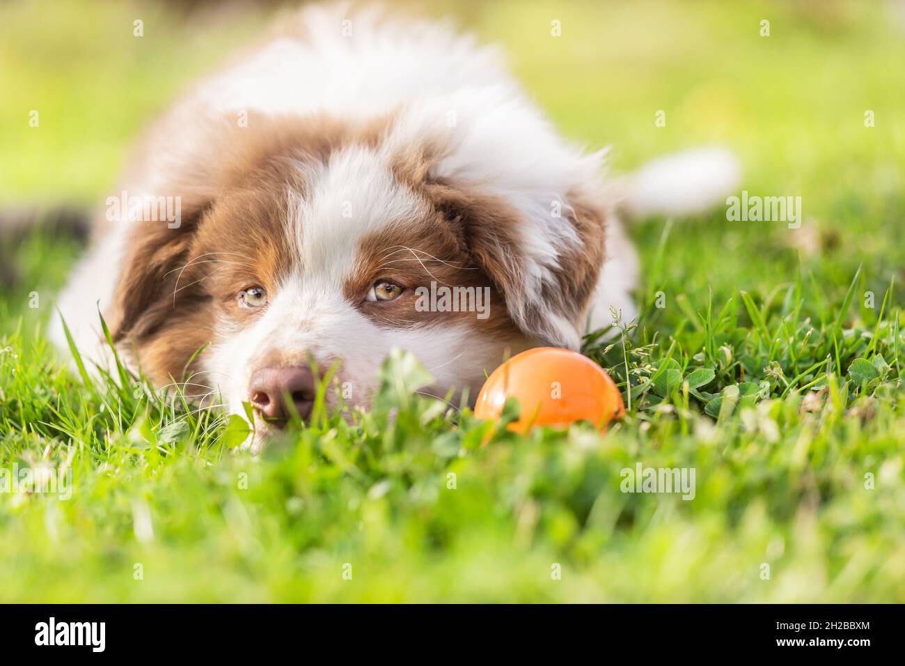 Close-up of a cute australian shepherd puppy dog playing with a ball in ...