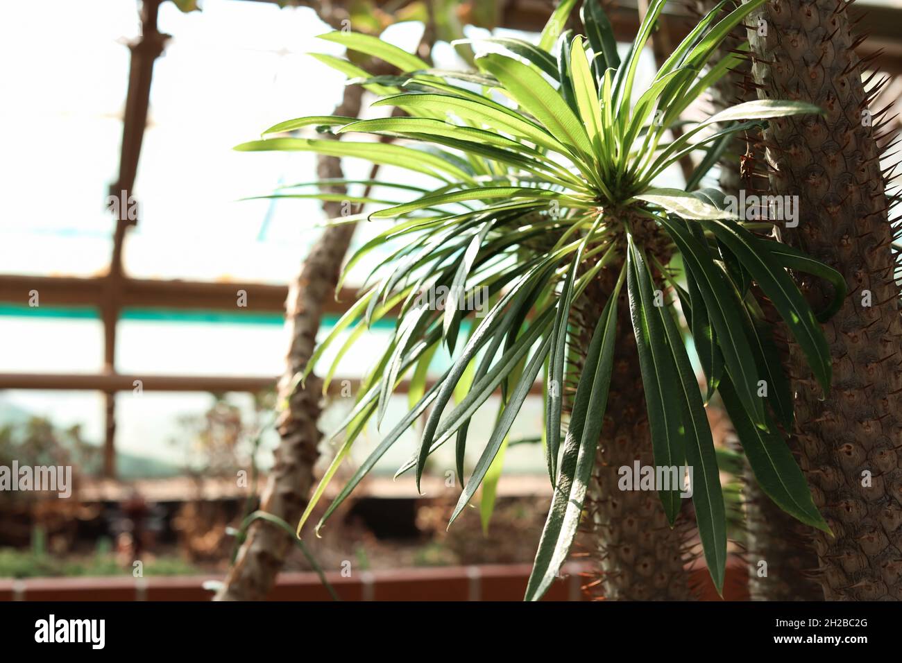 Beautiful tropical tree with green leaves, closeup Stock Photo - Alamy