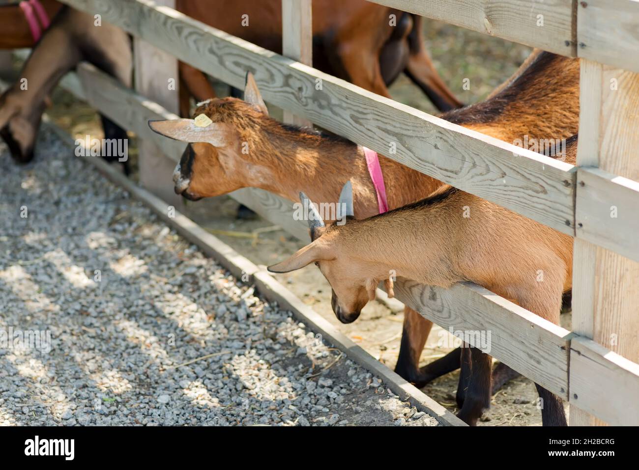 French herd of goats on a green farm Stock Photo - Alamy
