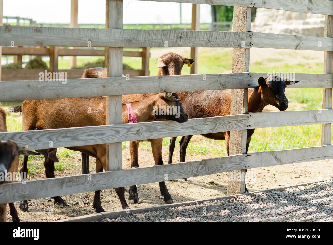 French horned goat hi-res stock photography and images - Alamy