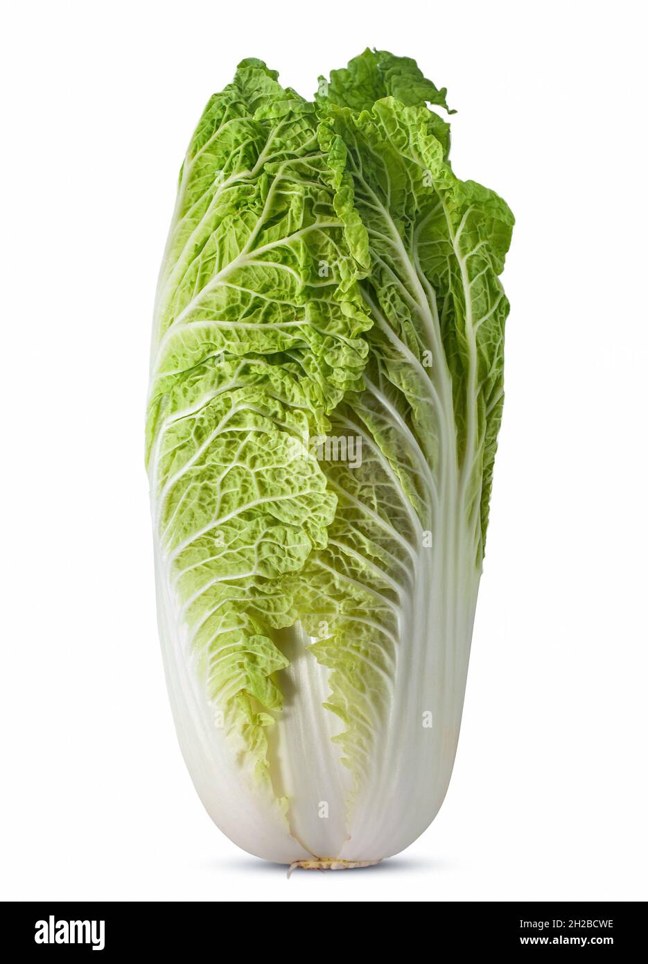 Fresh chinese cabbage isolated on white background Stock Photo - Alamy