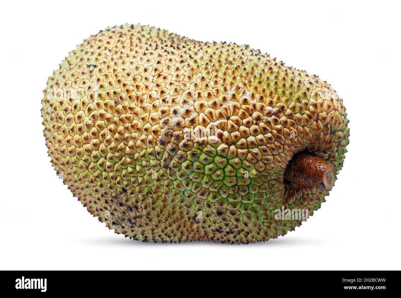 Growing texture background Cut Out Stock Images & Pictures - Alamy