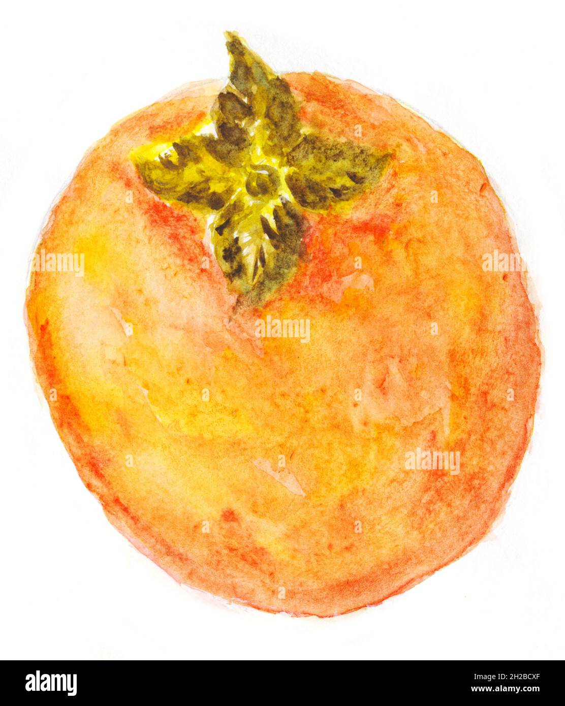 Hand drawn persimmon fruit abstract watercolor illustration Stock Photo ...
