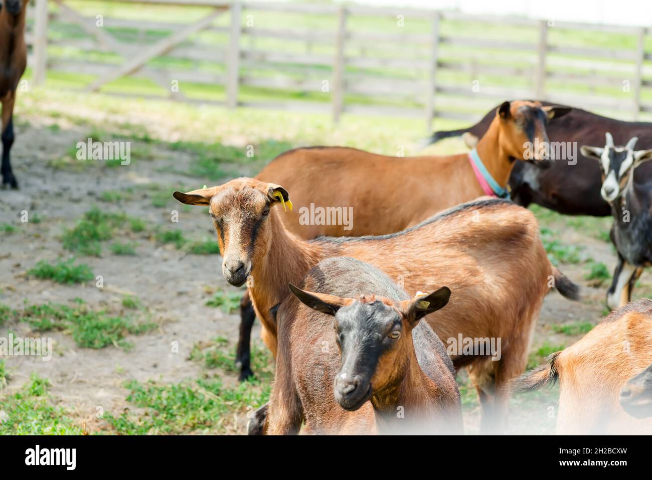 French horned goat hi-res stock photography and images - Alamy