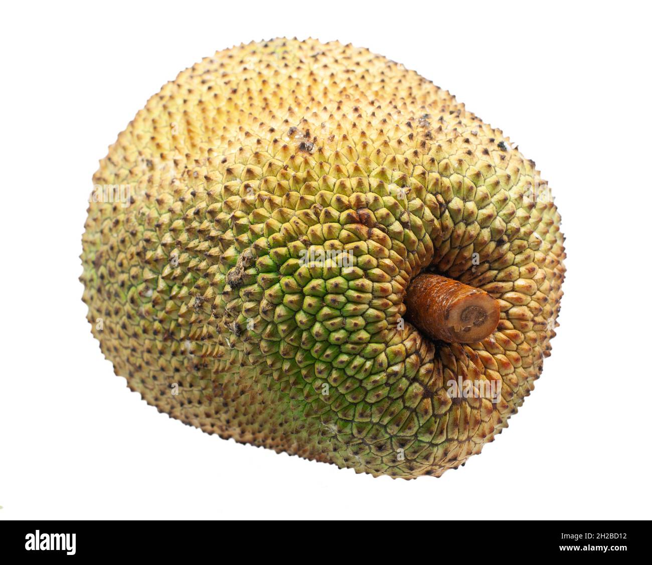 Growing texture background Cut Out Stock Images & Pictures - Alamy