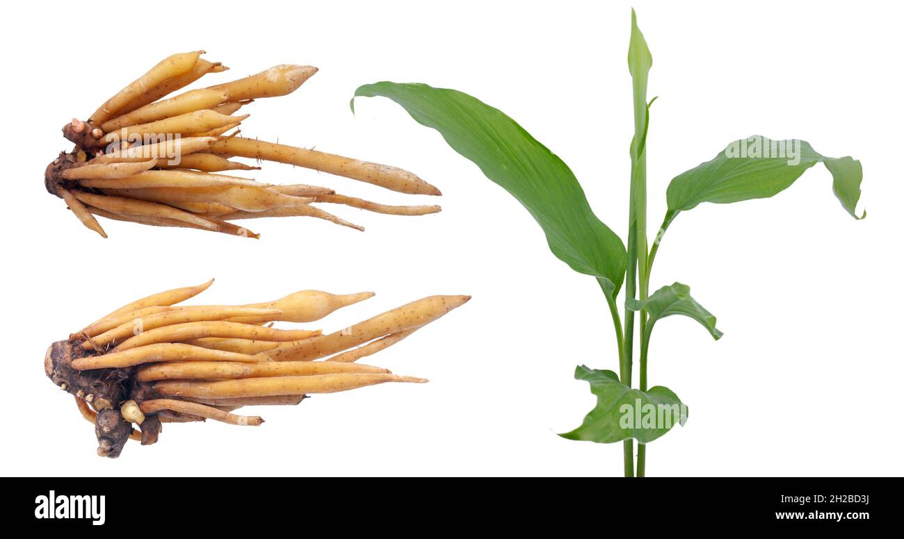 Finger Root or Chinese Ginger isoled on white background Stock Photo ...