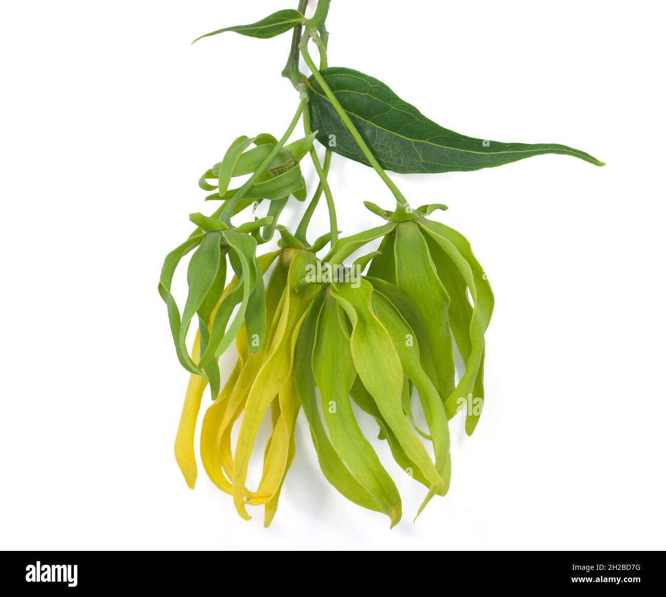 ylang ylang flower isolated on white background Stock Photo - Alamy