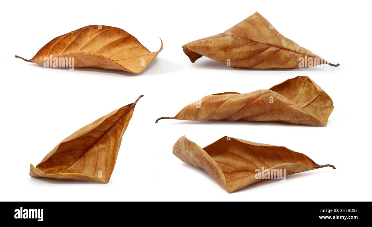 dry leaf or dead leaf isolated on white background Stock Photo - Alamy