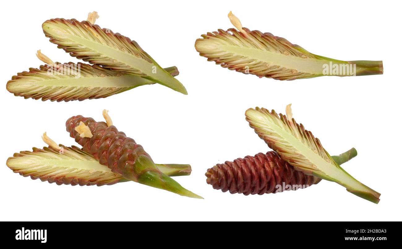 Zingiber Zerumbet flower isolated on white background Stock Photo - Alamy