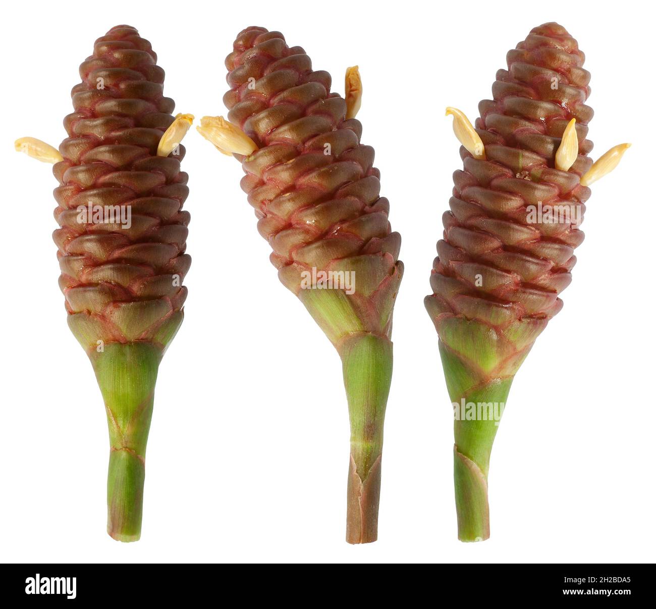 Ornamental ginger plant Cut Out Stock Images & Pictures - Alamy