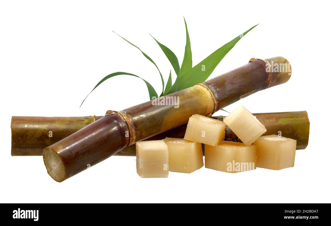 One Sugarcane