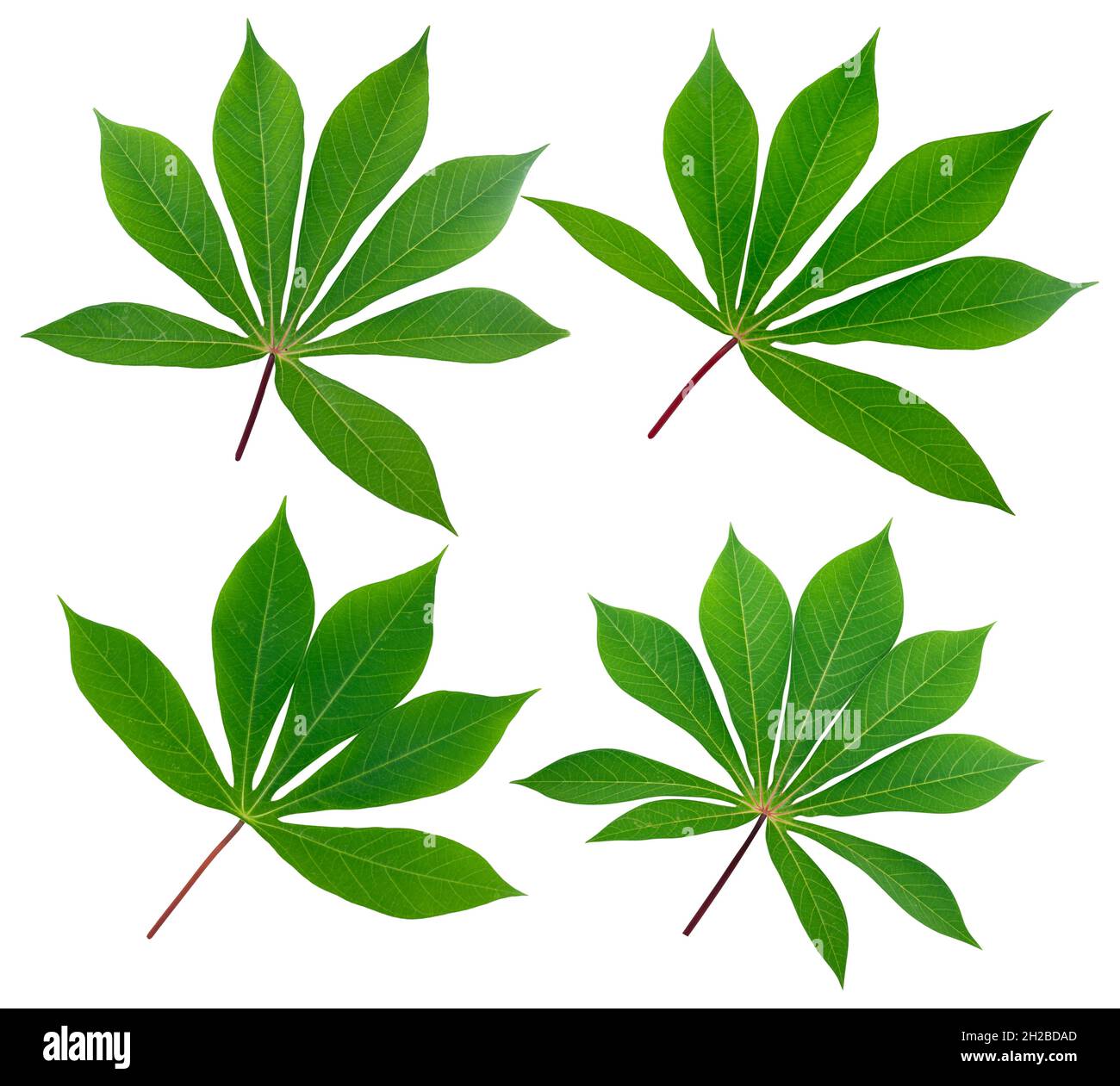 Cassava leaf isolated on white background Stock Photo - Alamy