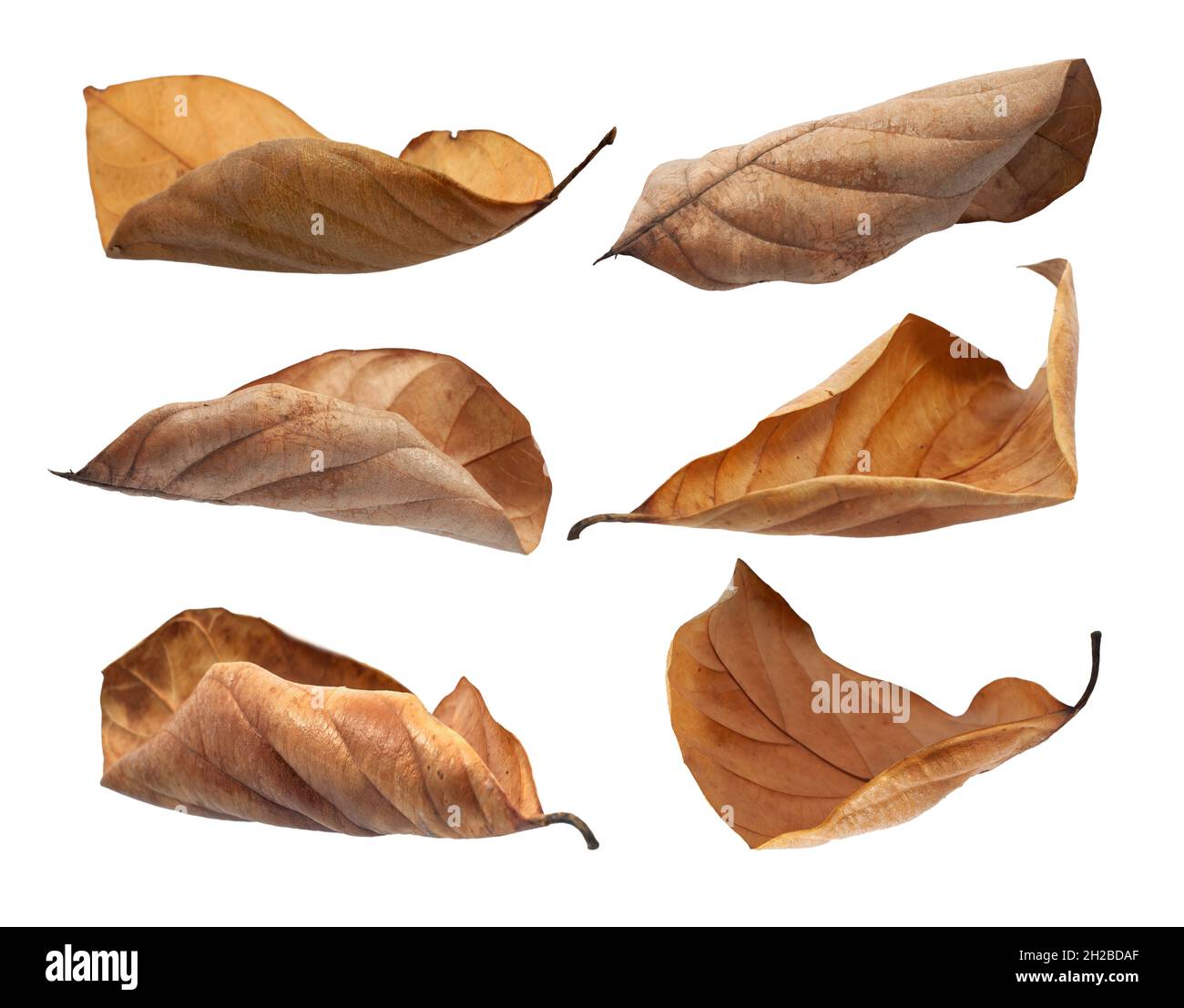 dry leaf or dead leaf isolated on white background Stock Photo - Alamy
