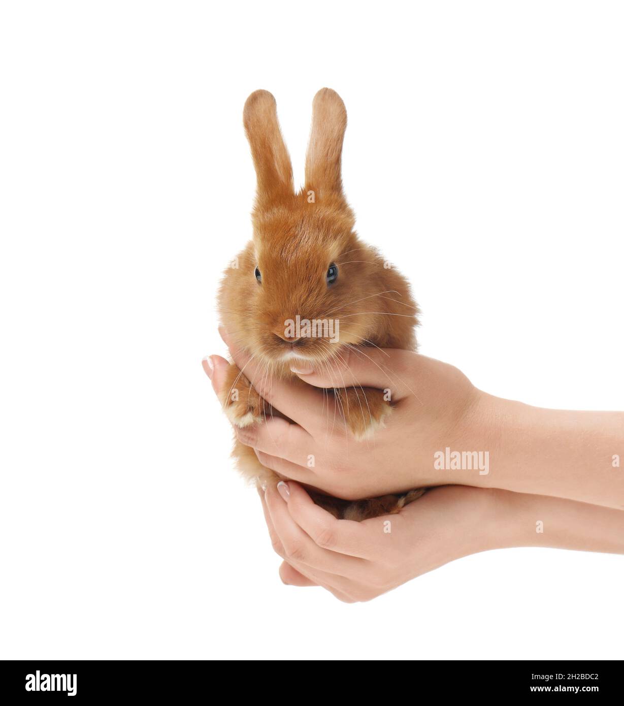 Woman holding adorable bunny on white background Stock Photo - Alamy