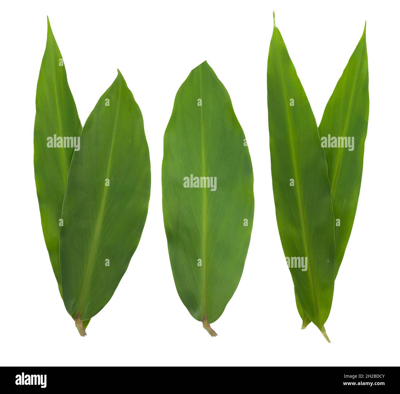 Turmeric leaf isolated on white background Stock Photo - Alamy