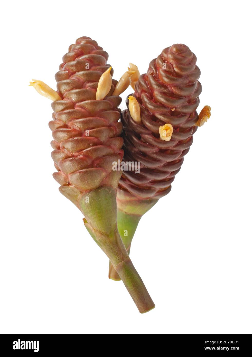 Zingiber Zerumbet flower isolated on white background Stock Photo - Alamy