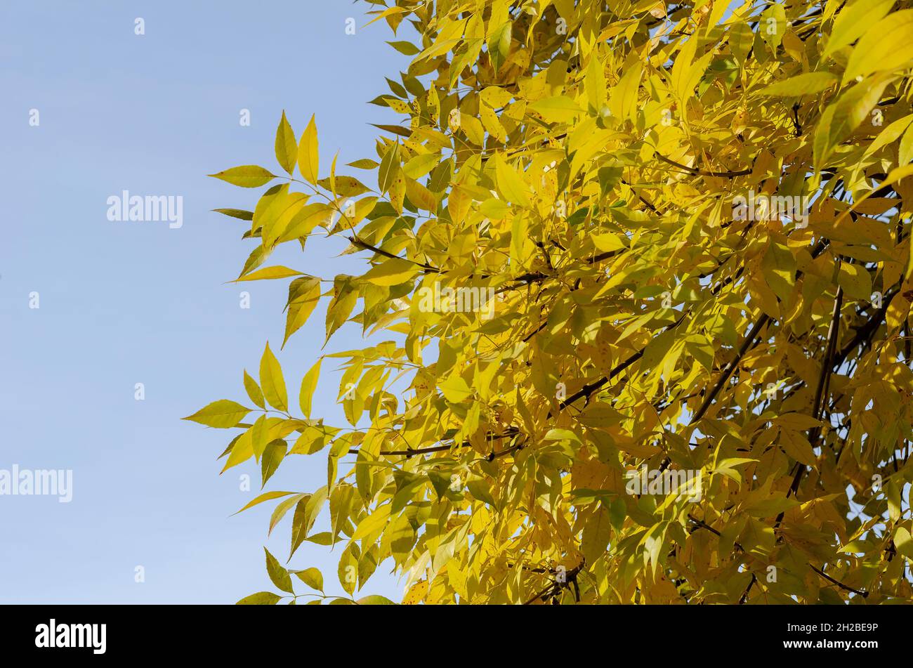 Indian ash tree hi-res stock photography and images - Alamy