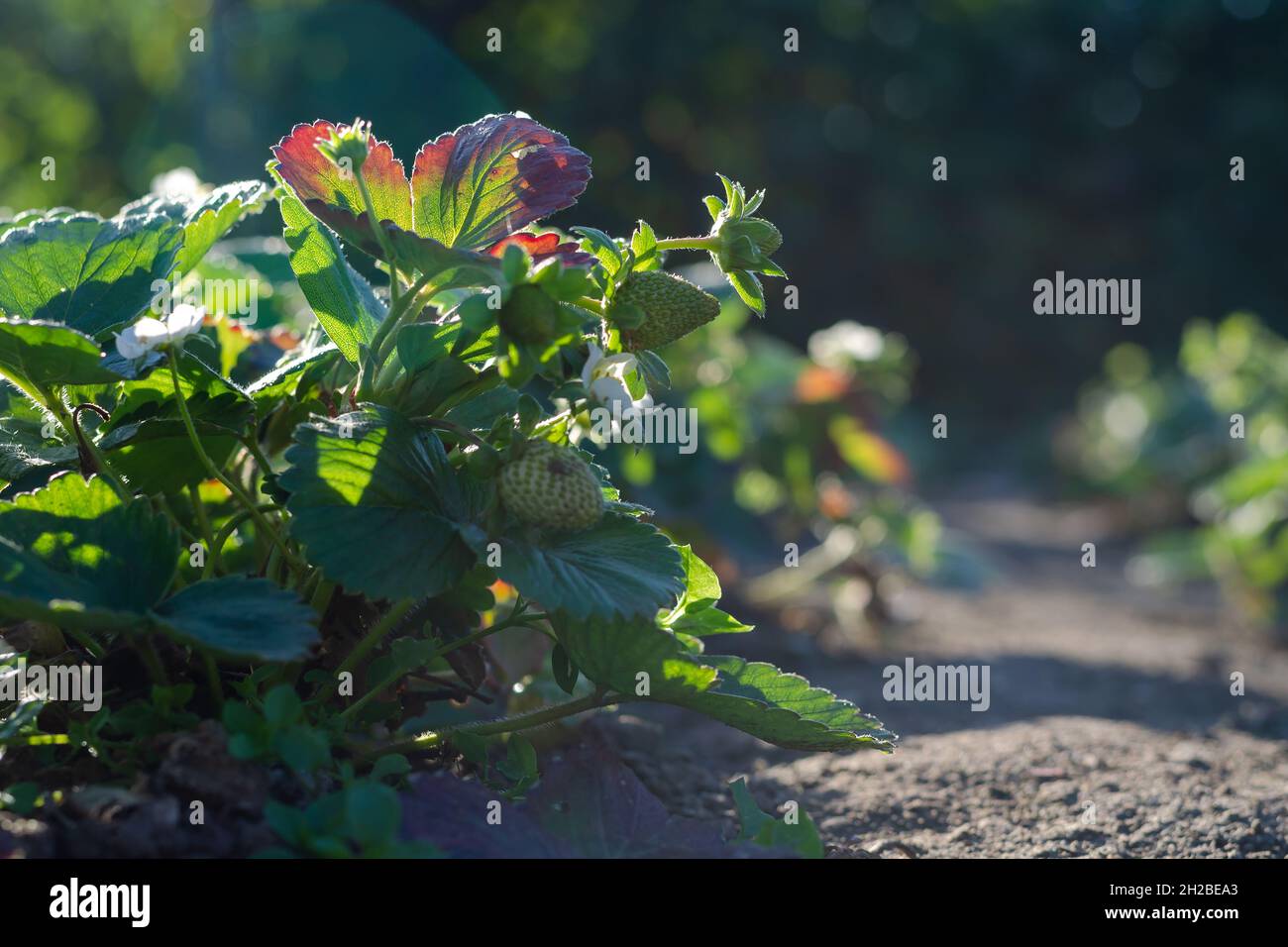 Strawberry bushes in the sunlight. Harvesting fresh strawberries ...
