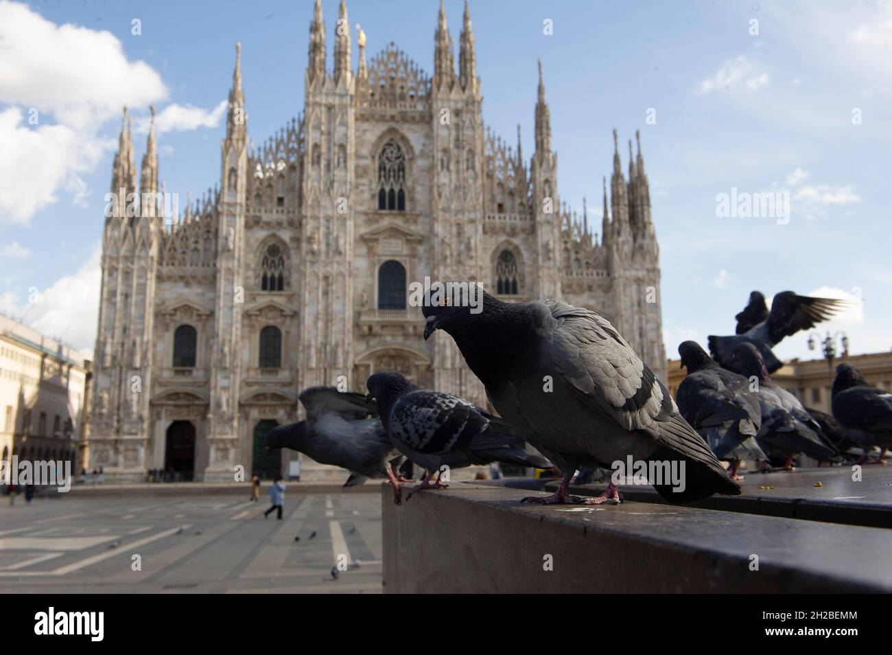 Pigeons of europe hi-res stock photography and images - Alamy