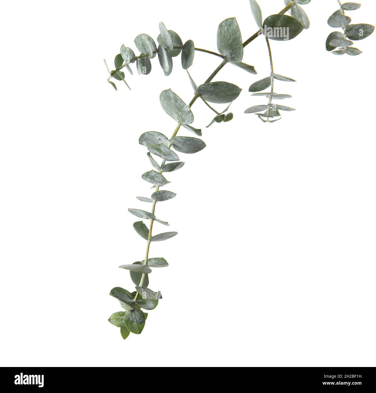 Eucalyptus branch with fresh green leaves on white background Stock ...