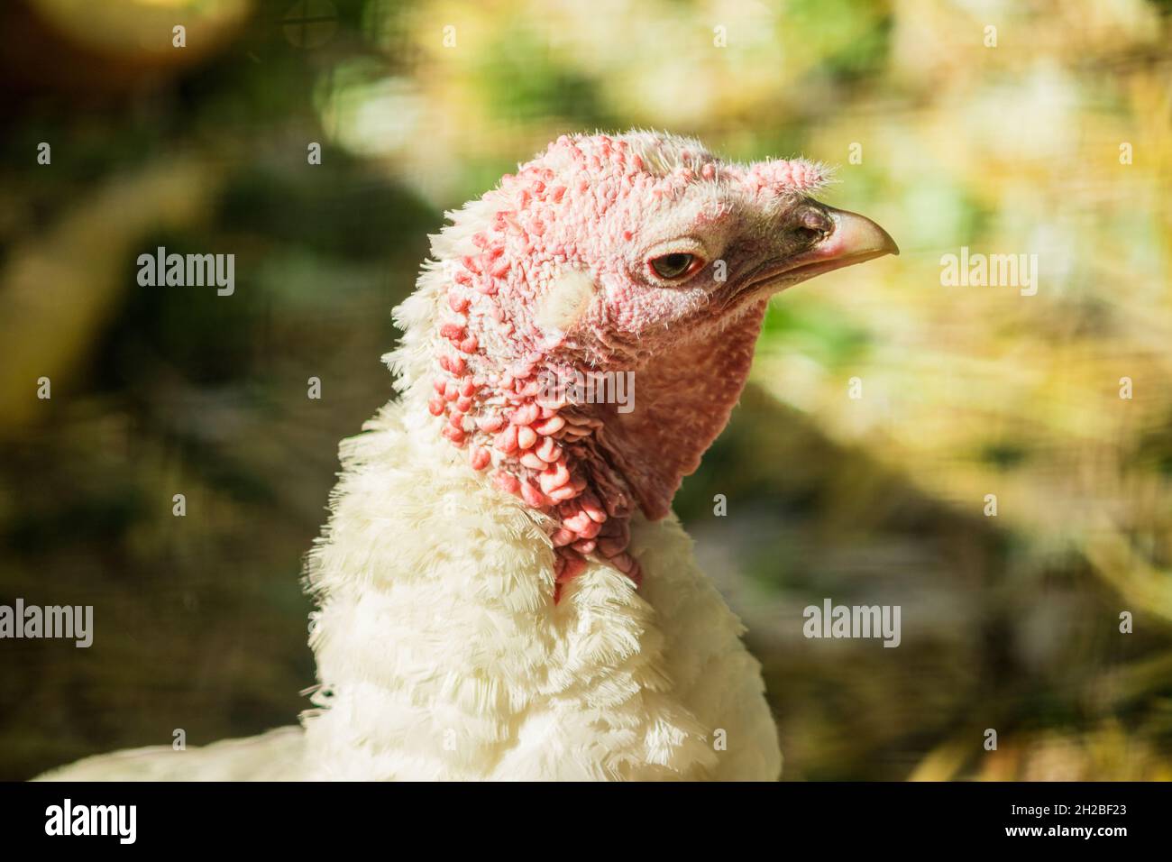 White turkey close-up. Head of poultry. Agriculture Stock Photo - Alamy