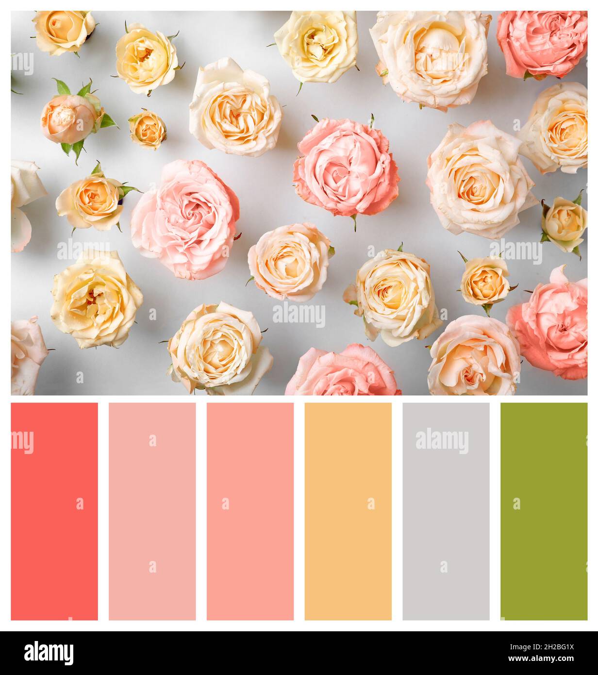 Beautiful rose flowers on light background, flat lay. Palette with ...