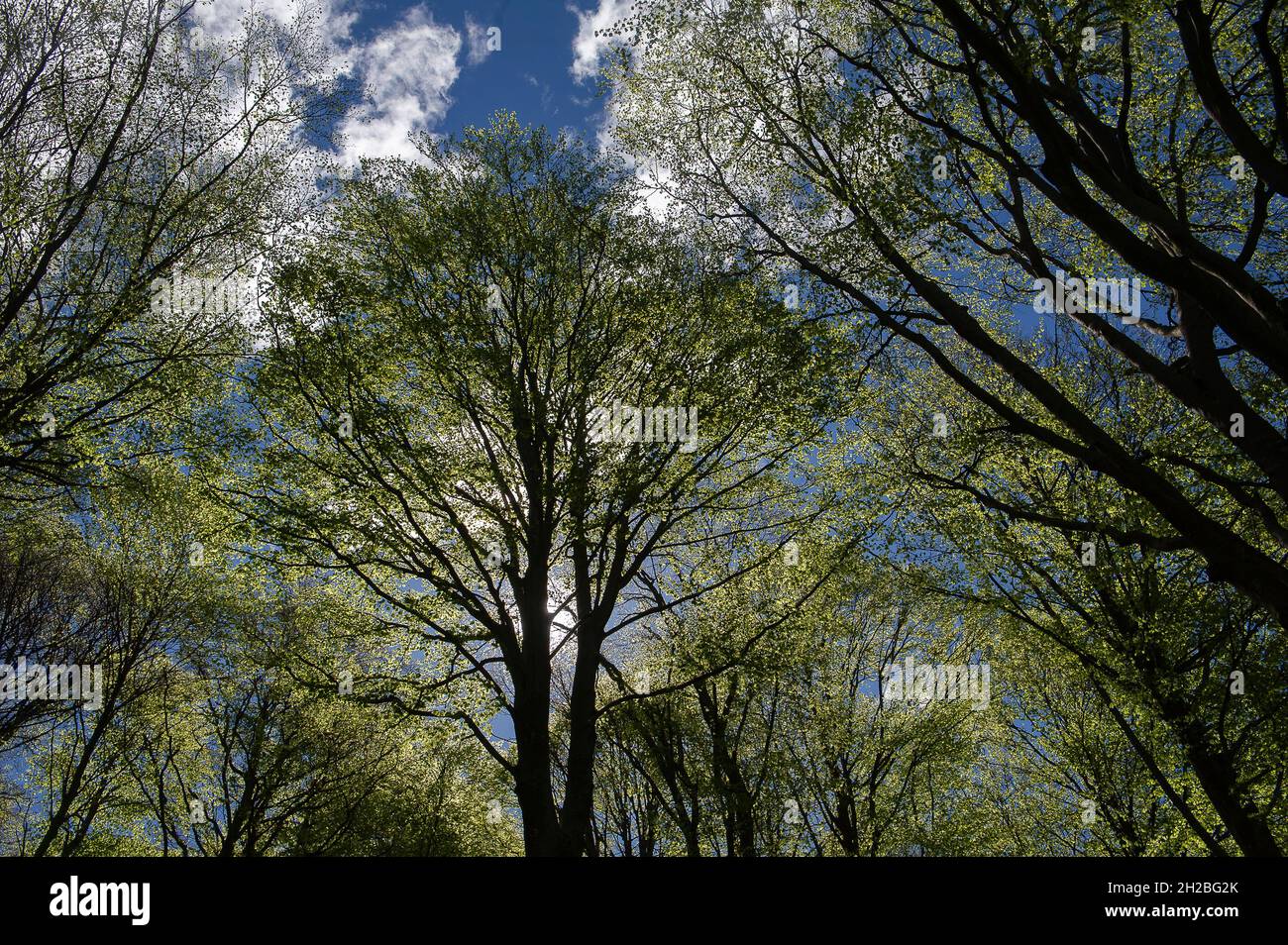 in a birch forest, looking up on the treetops with green leaves, a blue ...