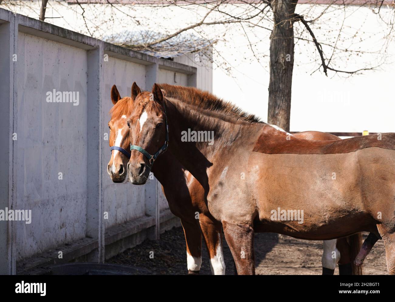 Two horses in a corral Stock Photo - Alamy