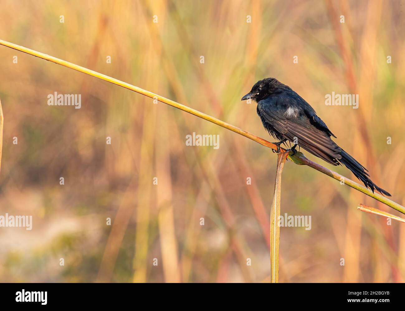 Drango sitting on a branch against dry grass Stock Photo - Alamy