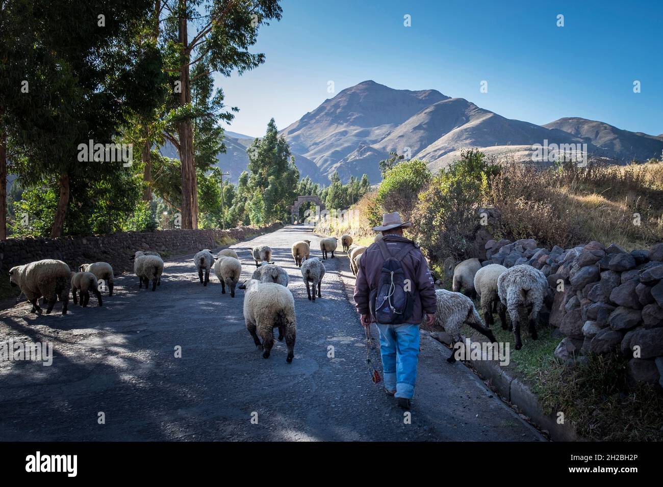 Peruvian shepherd hi-res stock photography and images - Alamy