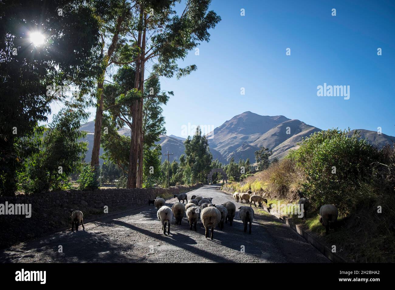 peru, coporaque, shepherd with his sheep Stock Photo - Alamy