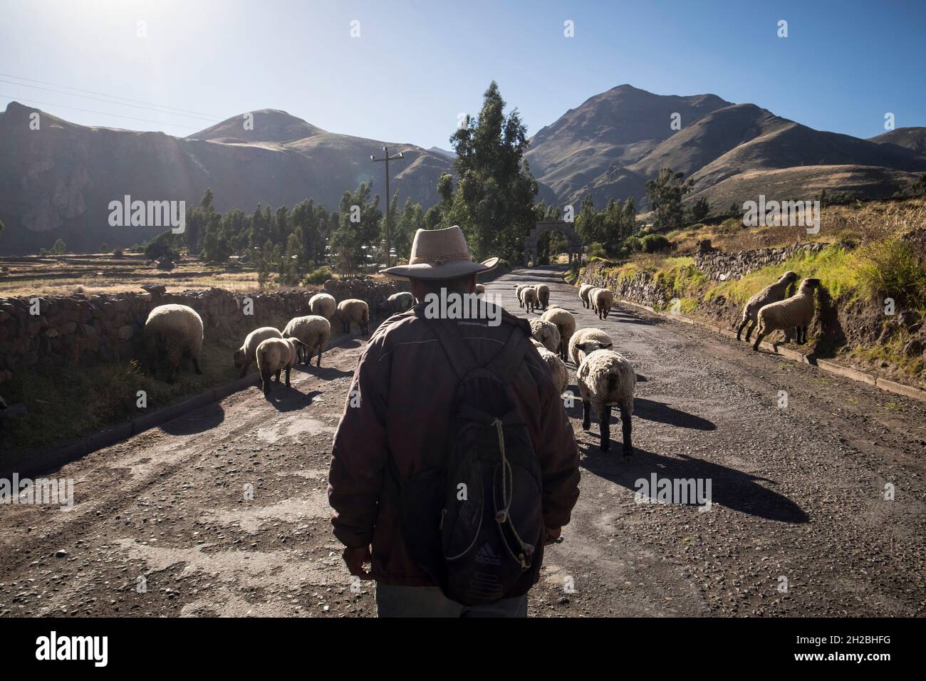 peru, coporaque, shepherd with his sheep Stock Photo - Alamy