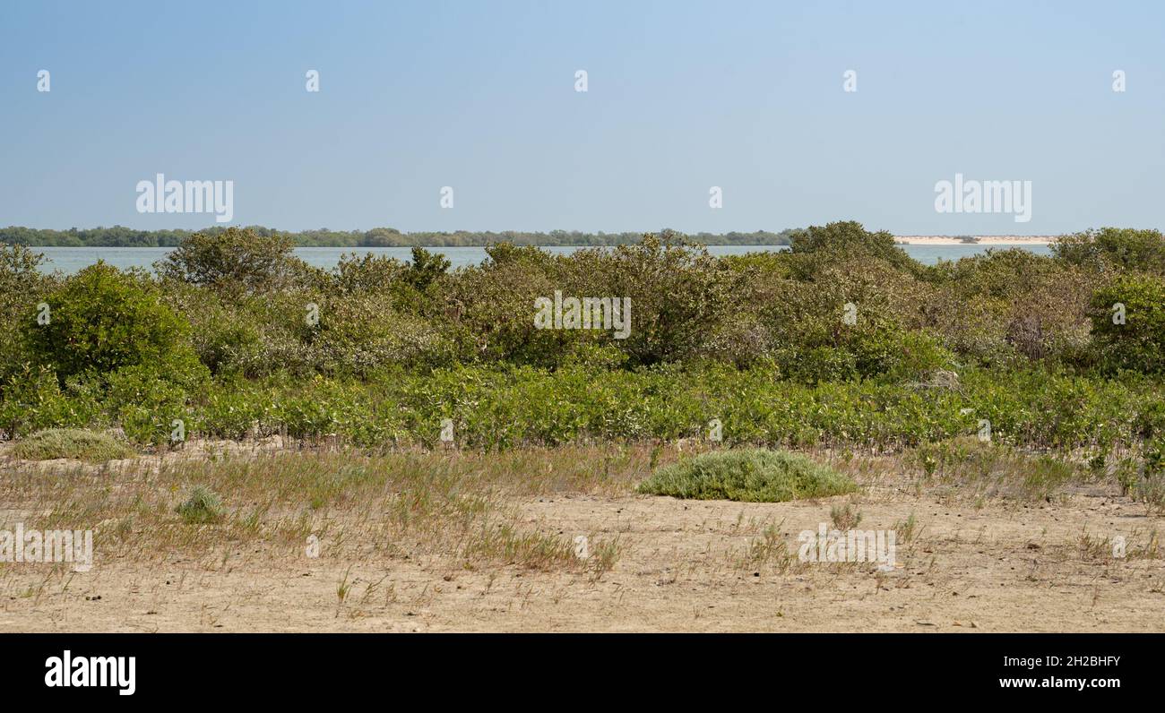 Green mangroves in Al Mafjar, Qatar . Qatar Nature Stock Photo - Alamy