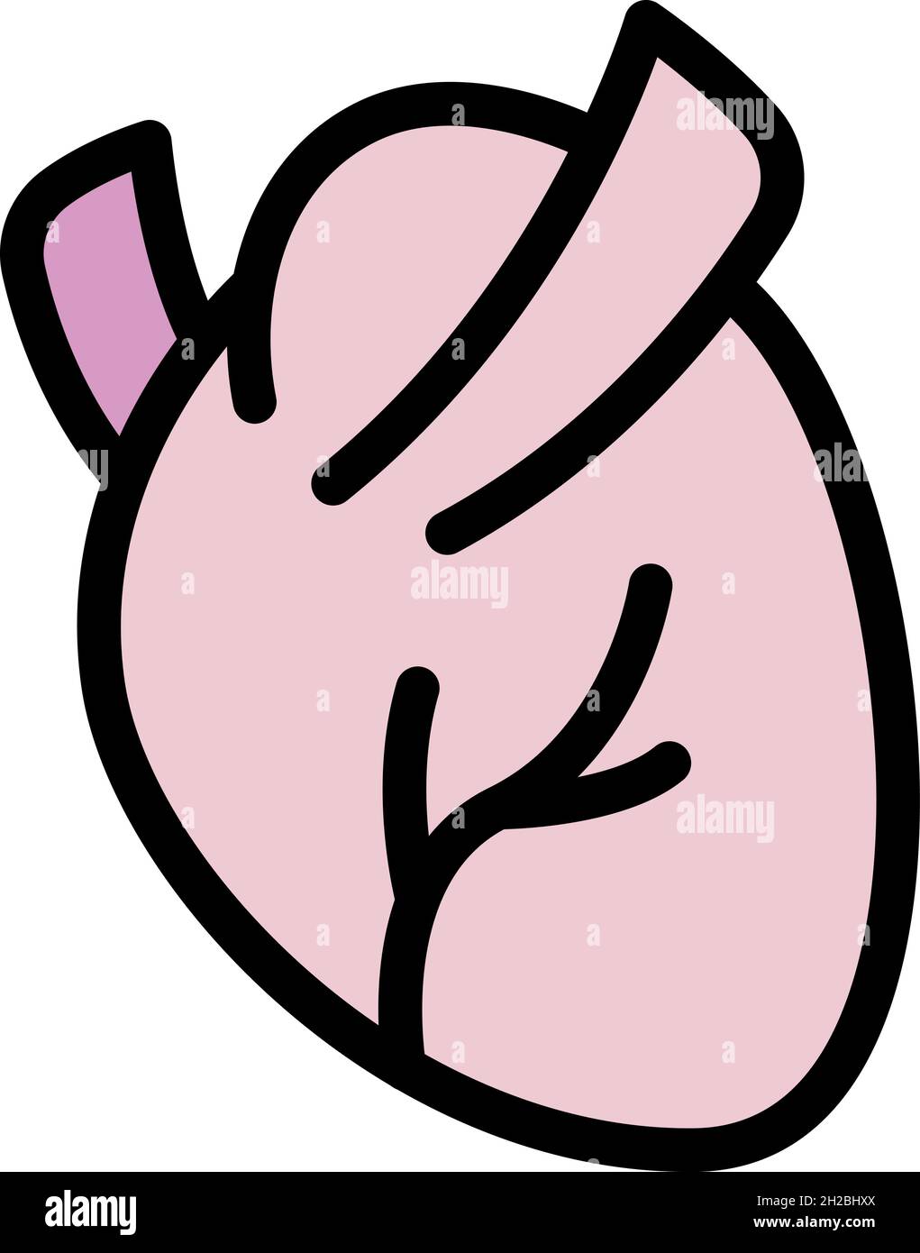 Muscle human heart icon. Outline muscle human heart vector icon color ...