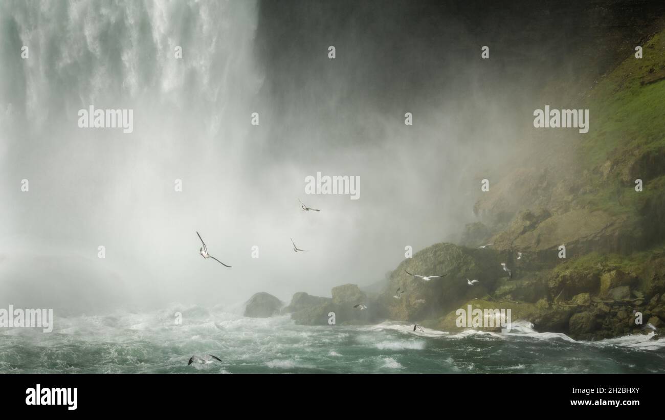 Birds flying at the base of thundering Niagara Falls, Canada Stock ...