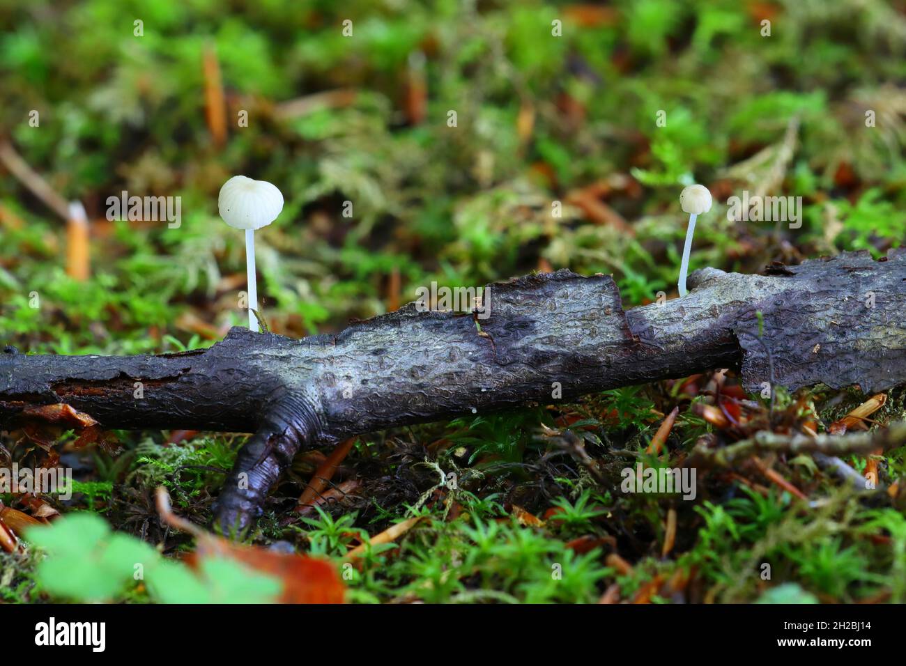 Tiny Fungi (Physalacriaceae) growing on a small Tree Branch on a Forest ...