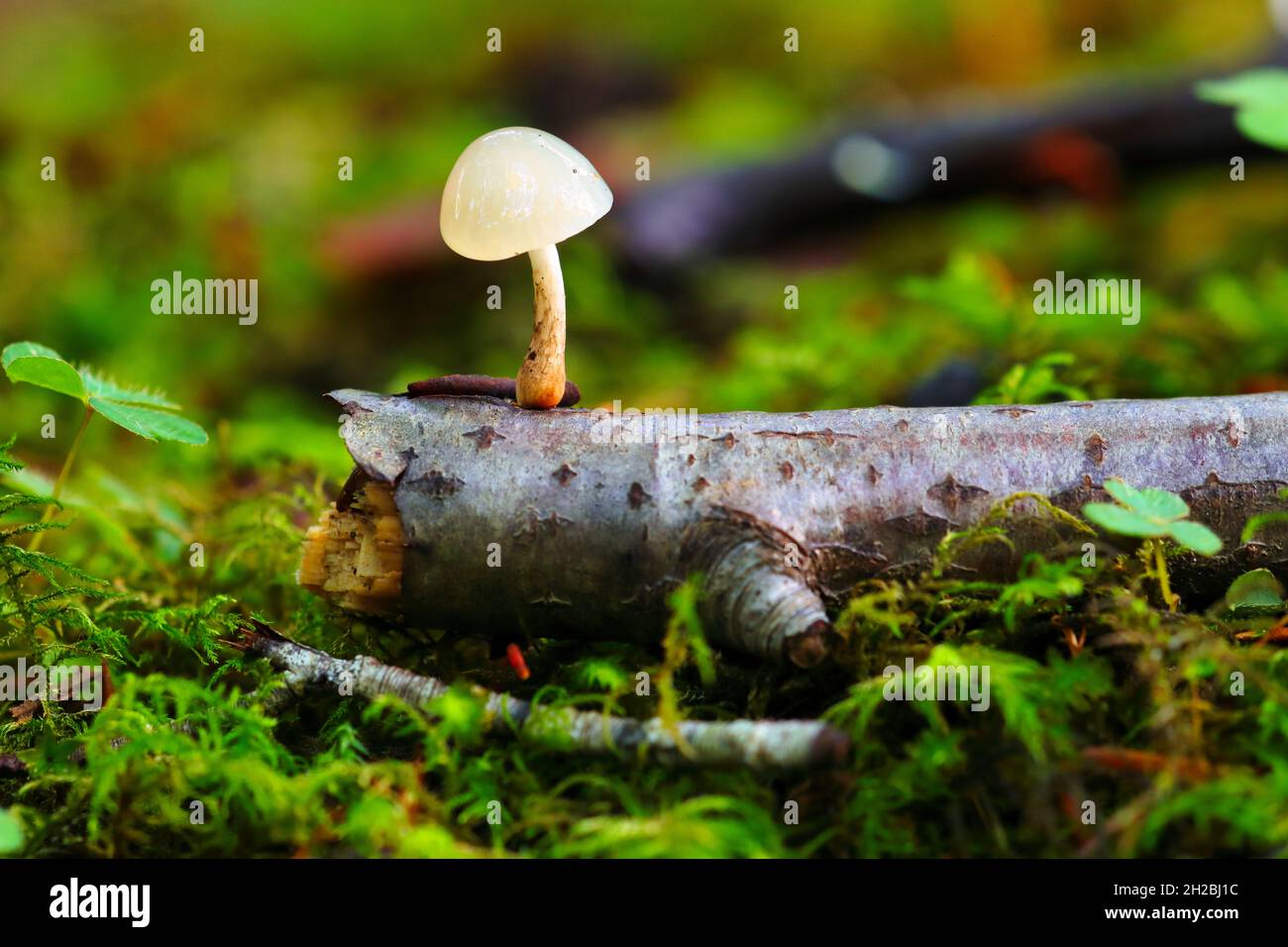 Tiny Fungi (Physalacriaceae) growing on a small Tree Branch on a Forest ...