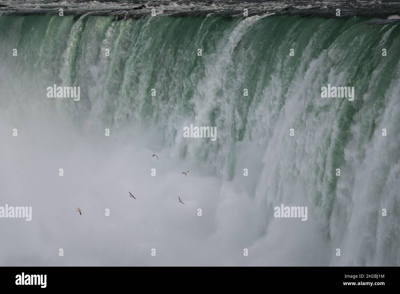 Seagull at niagara falls hi-res stock photography and images - Alamy